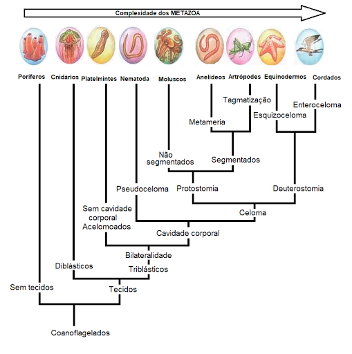 BIOLOGIA PARA A VIDA : ZOOLOGIA I INTRODUÇÃO AO REINO METAZOA