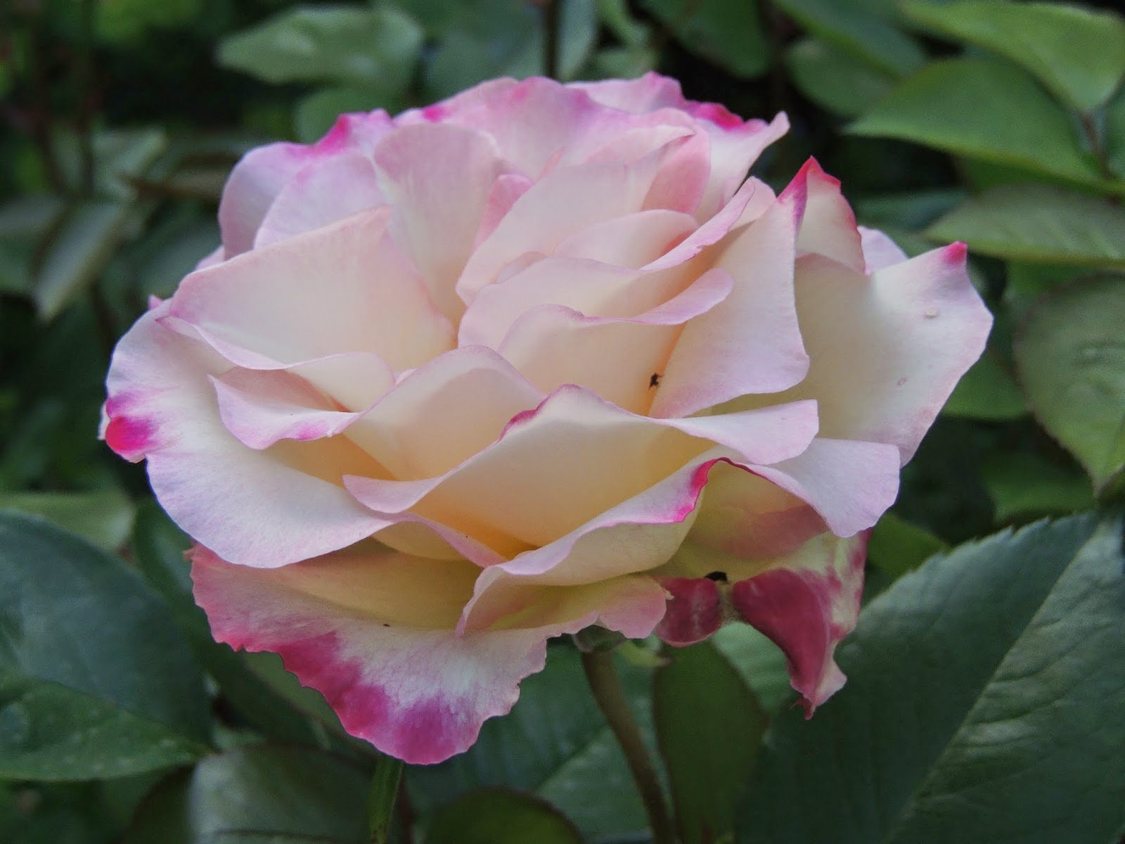 IL ETAIT UN PETIT JARD'AIN ...: ALLEZ VIENS...