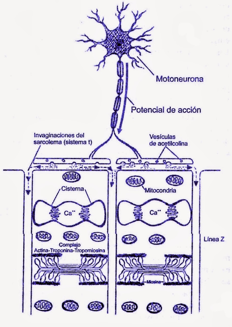Fisiología del proceso contráctil del músculo esquelético
