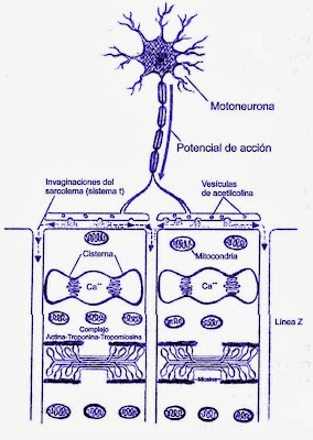 Fisiología del proceso contráctil del músculo esquelético