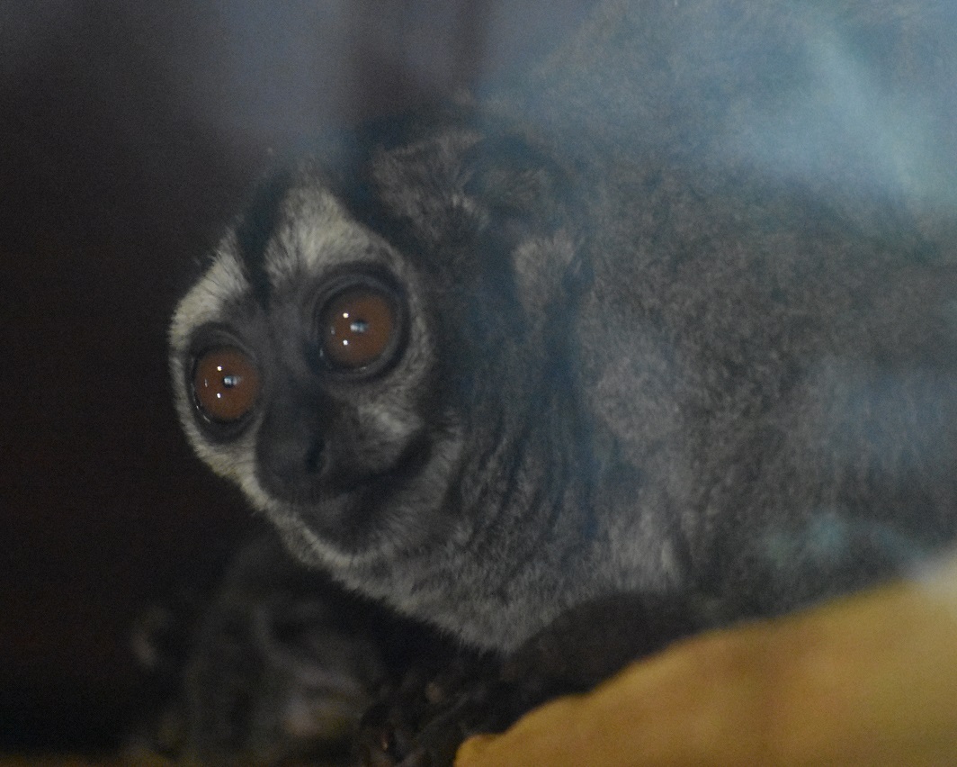 ZOOTOGRAFIANDO (6.100 ANIMALS): MONO DE NOCHE DE SPIX / SPIX´S NIGHT ...