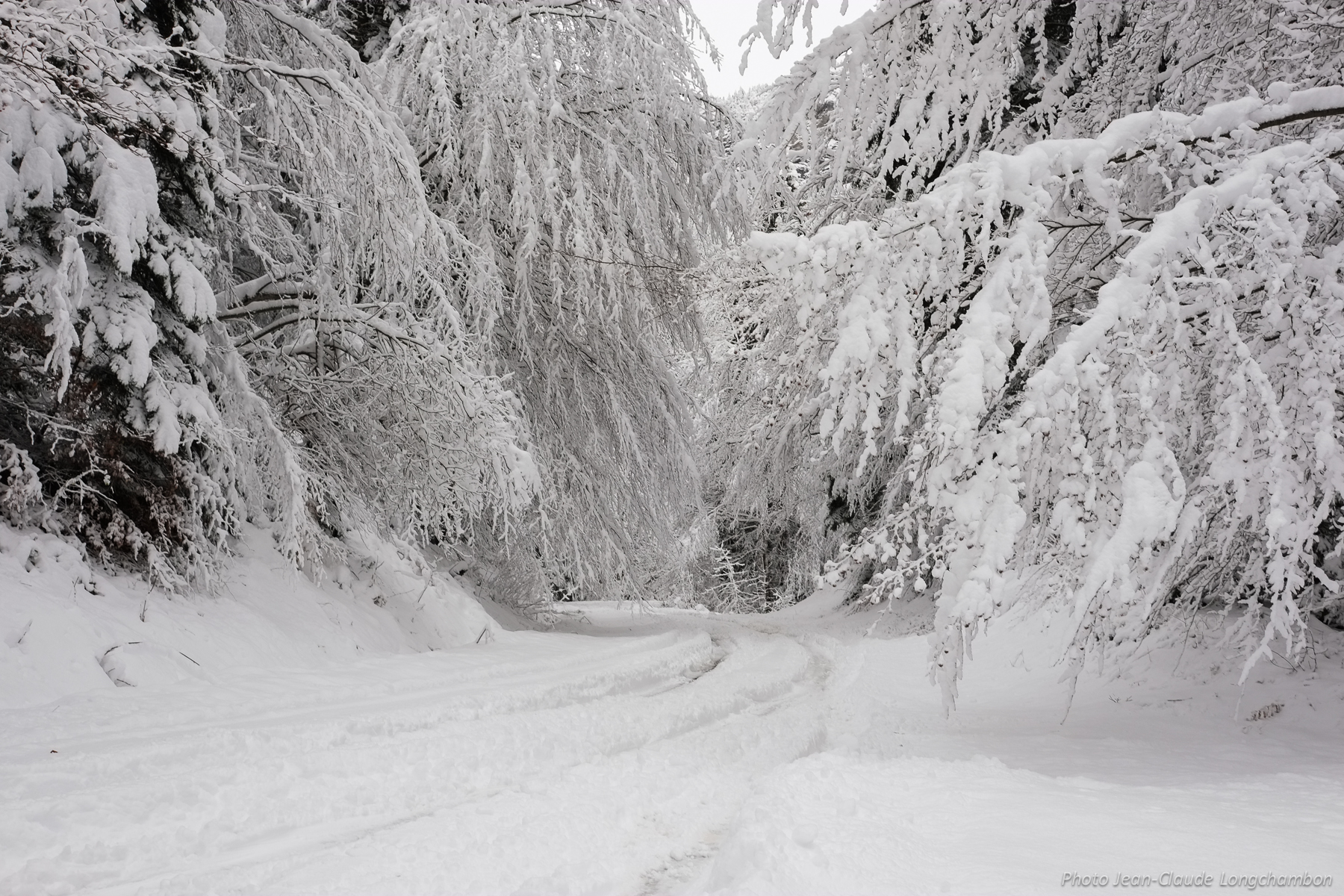 Impressions nature: Première neige autorisée