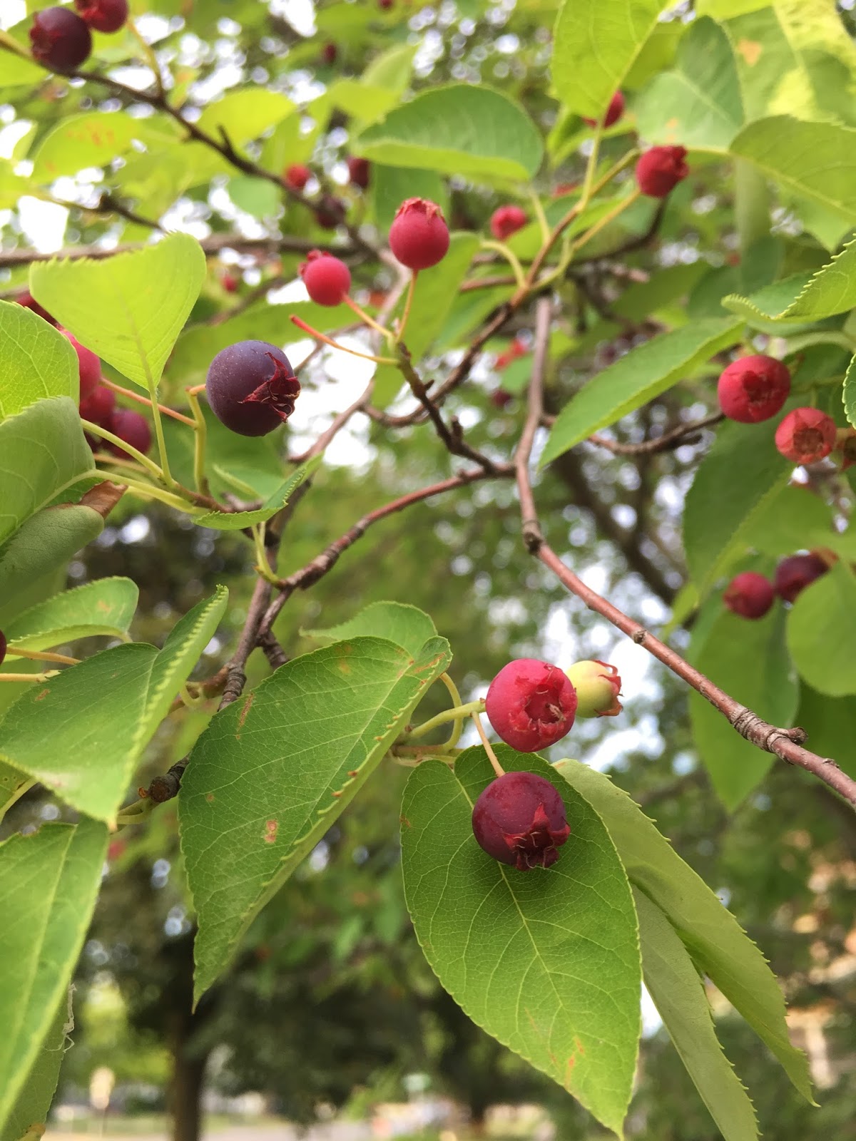 Damn Arbor: PSA: Juneberry season