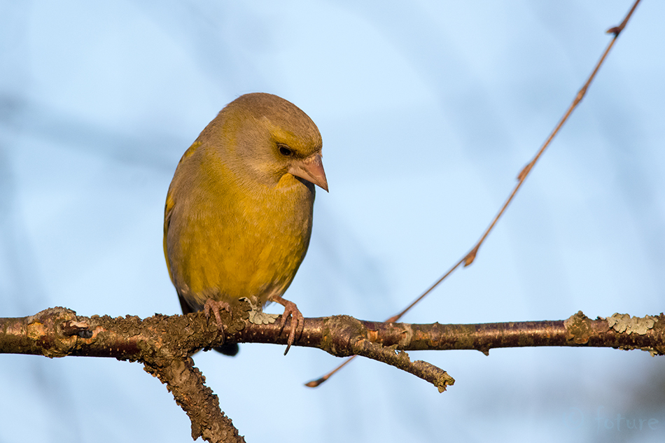 Foture: Rohevint, Carduelis chloris