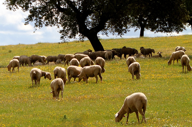 Manuel Velasco Carretero - Economía - Derecho - Empresa: Promover y ...