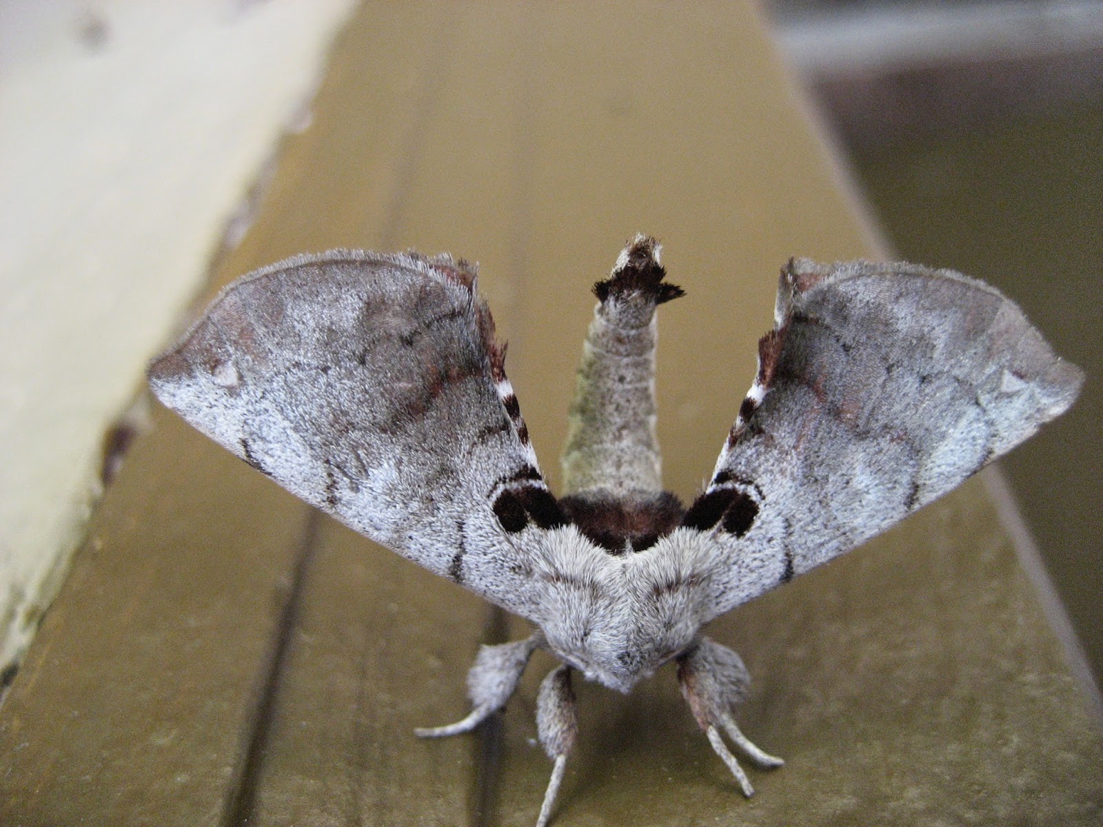 Discovering His Creation: Spotted Apatelodes Moth (Apatelodes torrefacta)