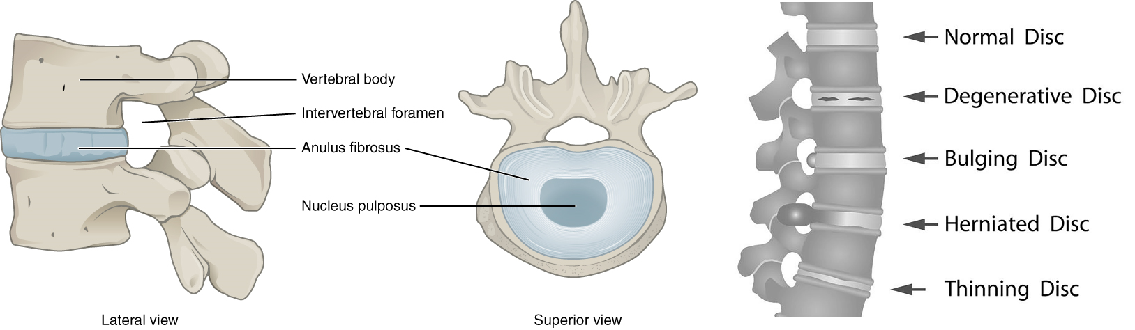 Know your Spine - Yoga and Medical Science