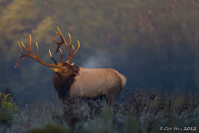 Country Captures: Pa Elk: Limpy, the Star of the Show