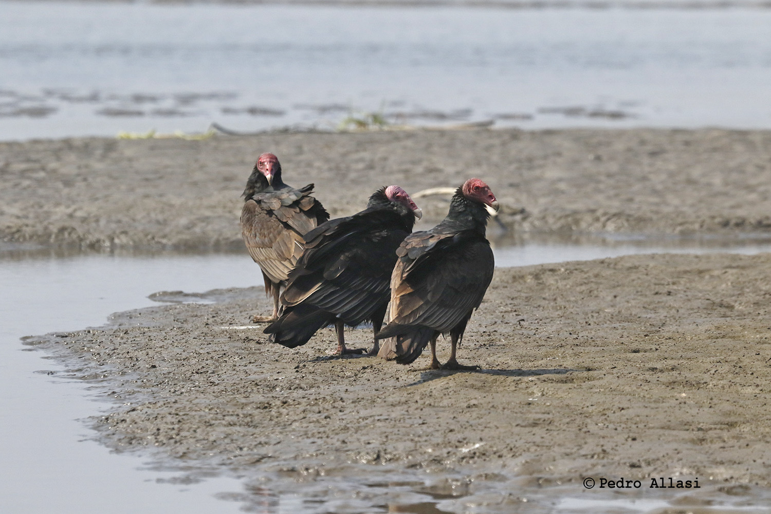 AVES DE AREQUIPA , Pedro Allasi: Gallinazo de Cabeza Roja