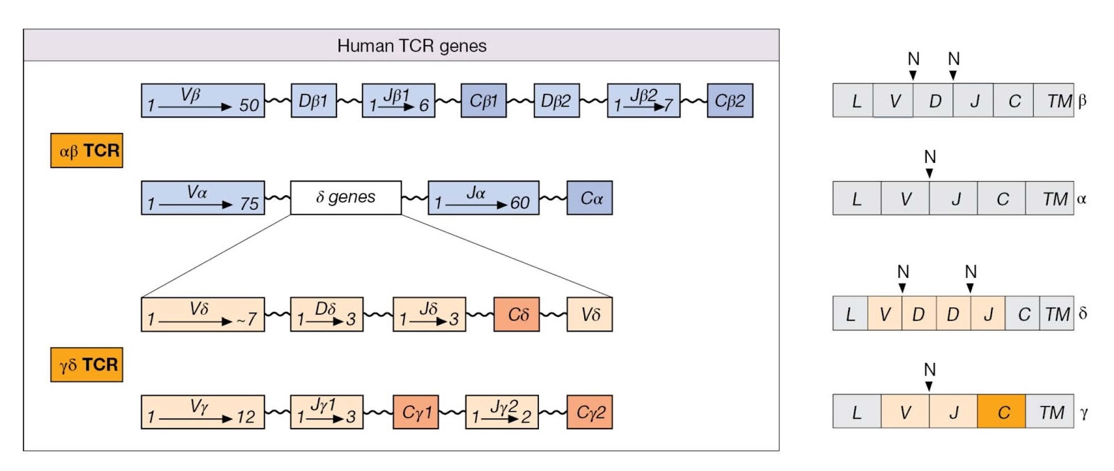 The T‐Cell Surface Receptor For Antigen (TCR) - pediagenosis