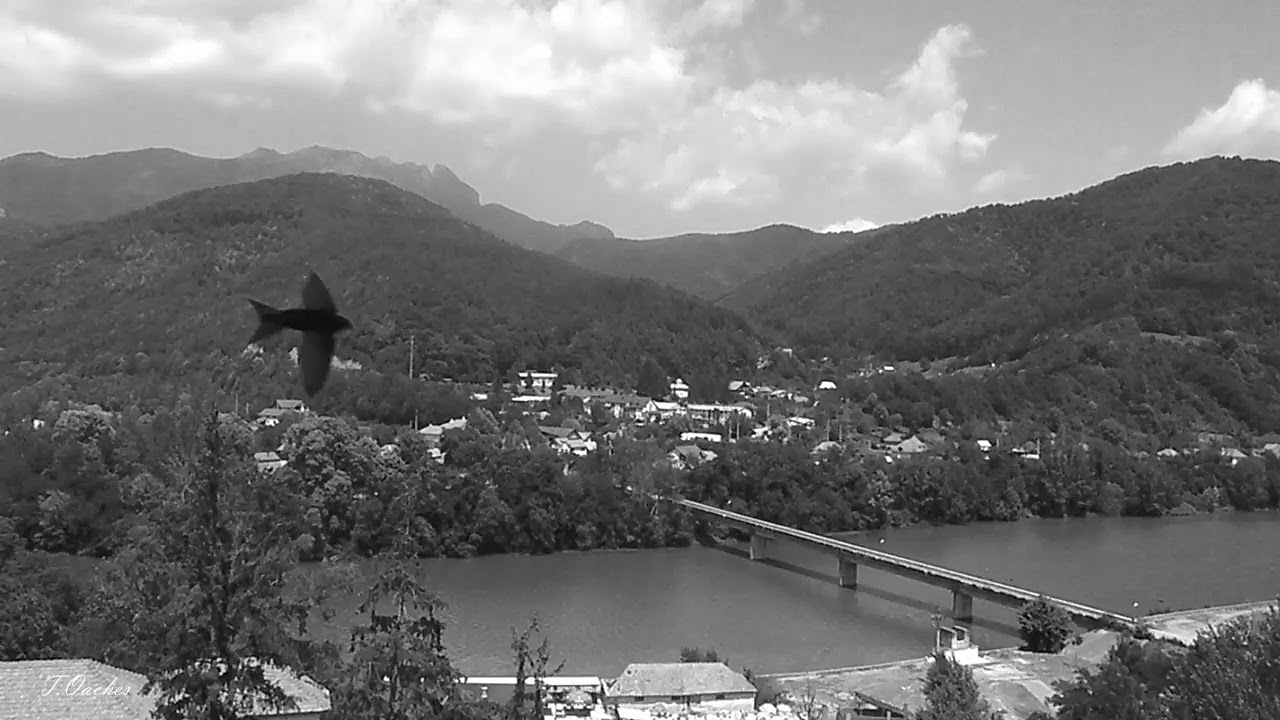 PASARI DIN ROMANIA: DREPNEA NEAGRA, Apus apus