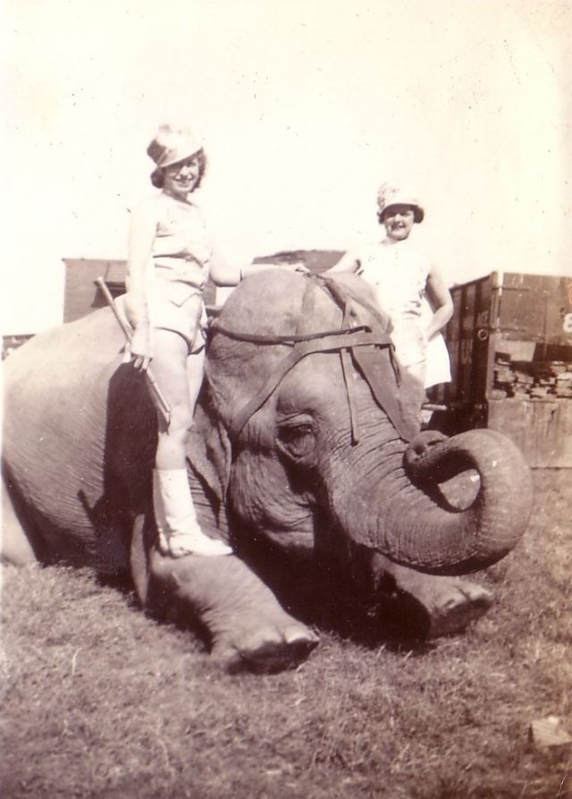 An Elephant Holds a Circus Performer in Its Mouth, 1937 ~ Vintage Everyday