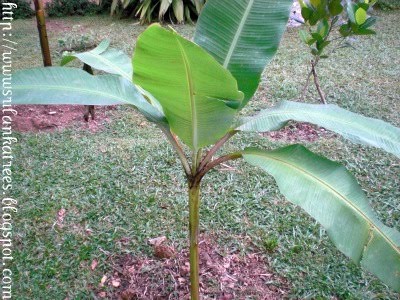 Sri Lankan Trees: Banana Tree