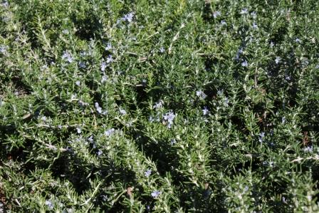 Um jardim para cuidar: O meu pequeno terraço em Lisboa..