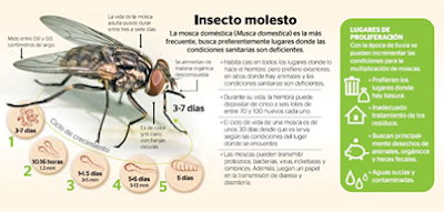 El Blog de Mórdel: 6 Enfermedades que transmiten las moscas y como controlarlas