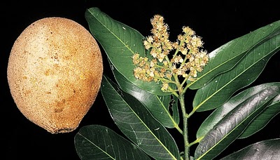 somosxinkas.com: GASTRONOMÍA