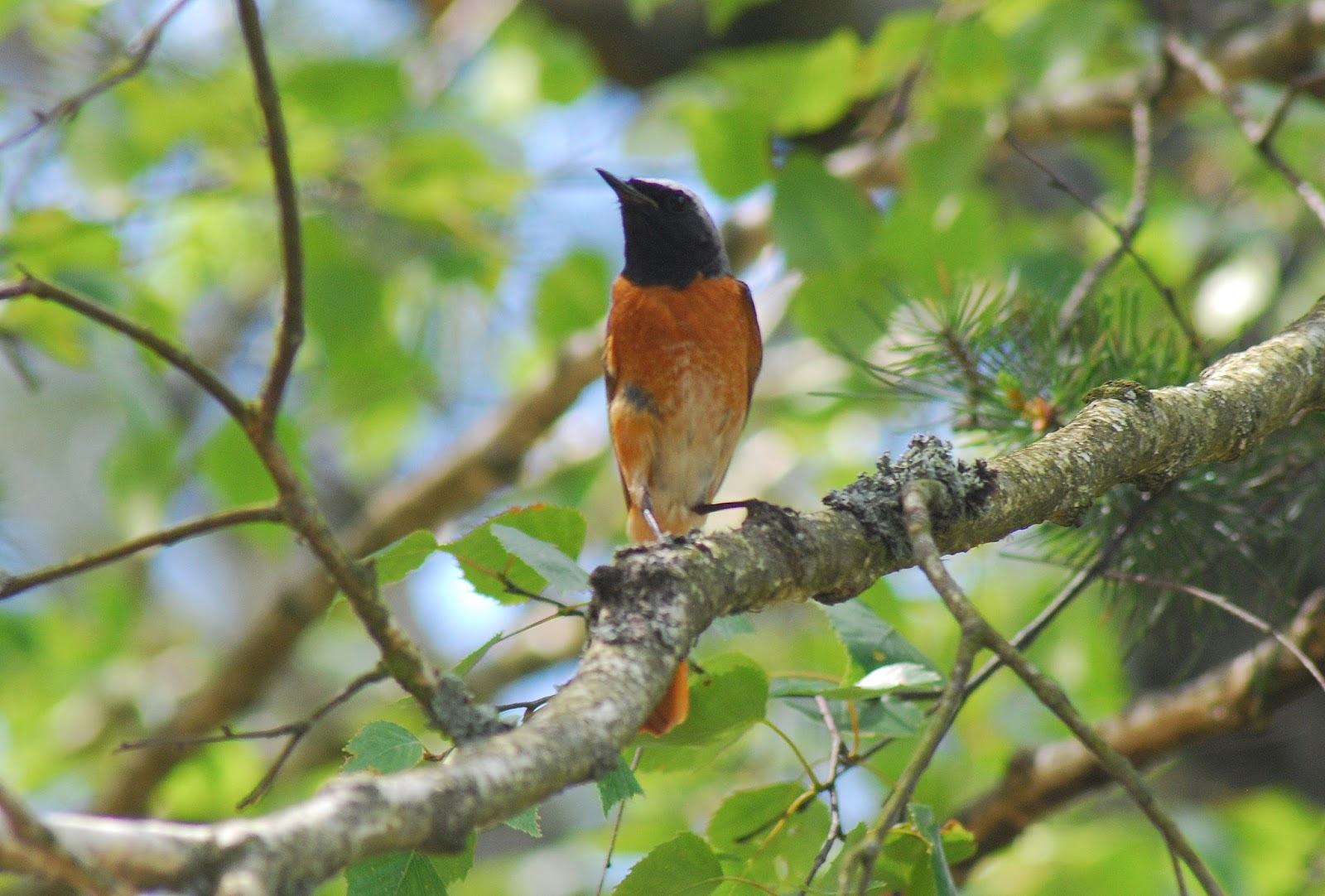 Proyecto Lanius: Aves migratorias en el Parque Nacional del Teide