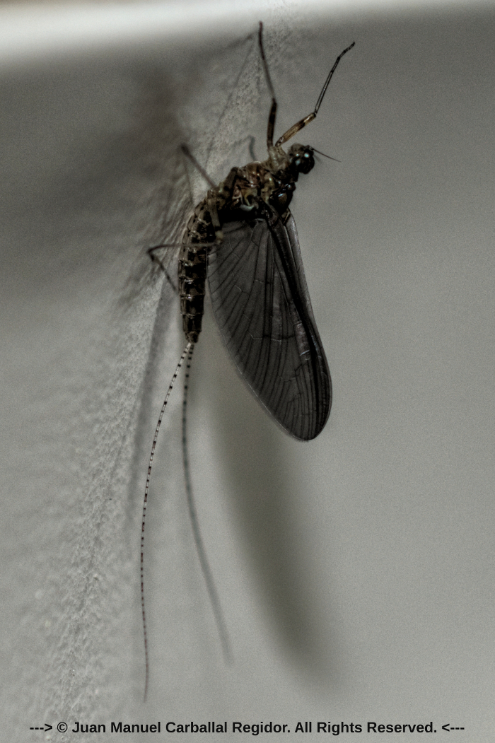 El Blog de Isa y Juan: Las efímeras