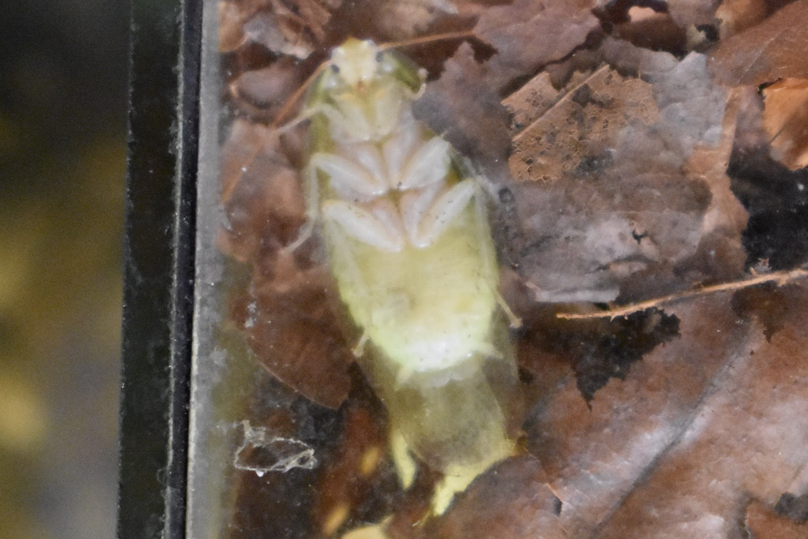 ZOOTOGRAFIANDO (6.100 ANIMALS): CUCARACHA VERDE CUBANA / GREEN CUBAN ...