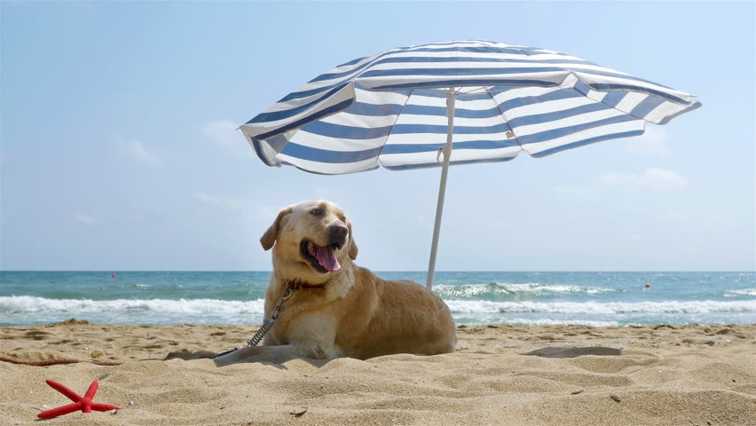 dog side stories: Ζέστη και θερμοπληξία : Πρστατέψτε το σκύλο σας