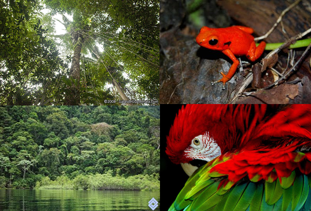 Selvas Tropicales: ¿Por que es un Bioma?