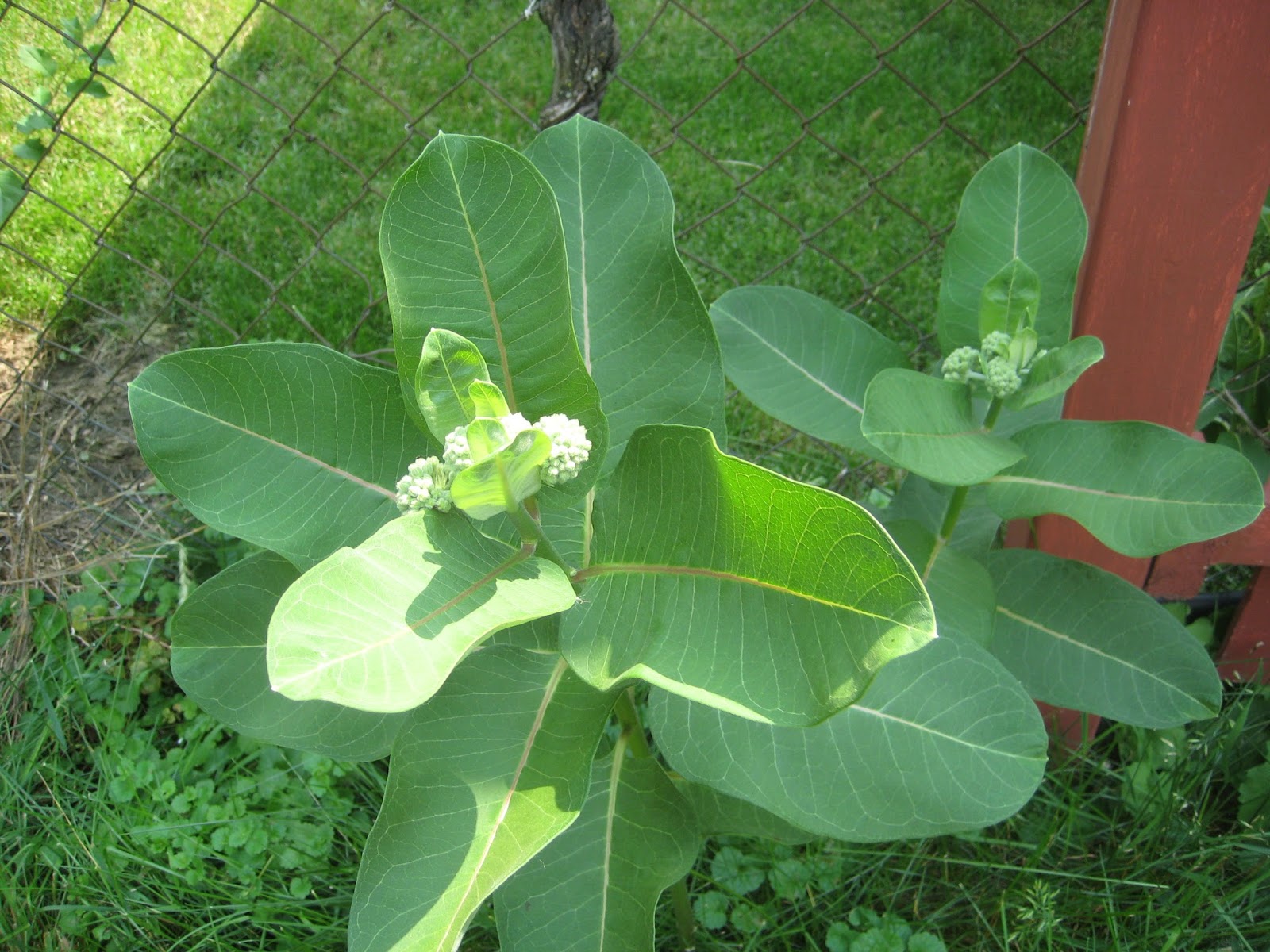 faith in community: Sermon for Pentecost 7: "Wheat or Weeds?"