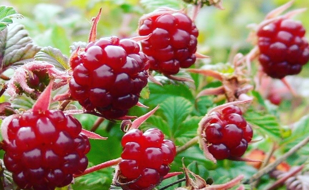 Mesimarjan viljelyn uudet tuulet