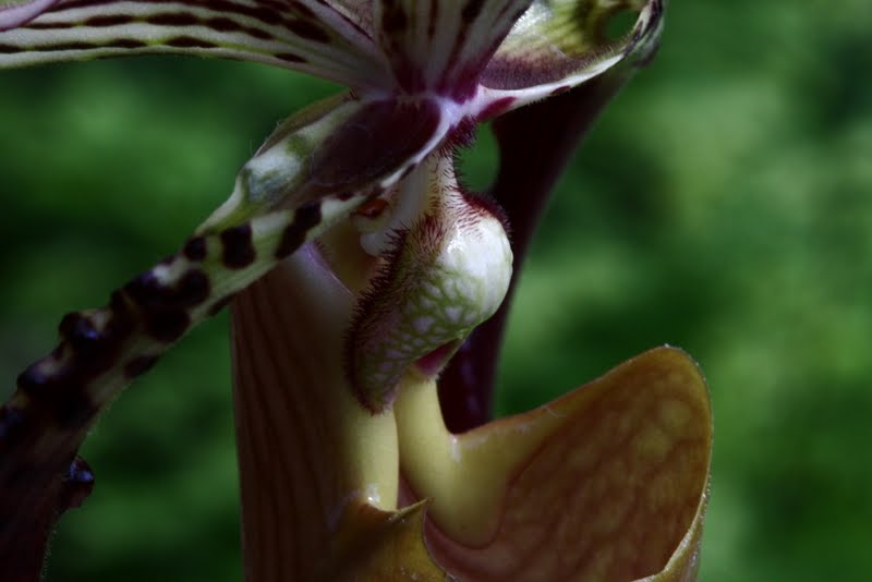 Orchids in Bloom: Northwest Orchid Society Show