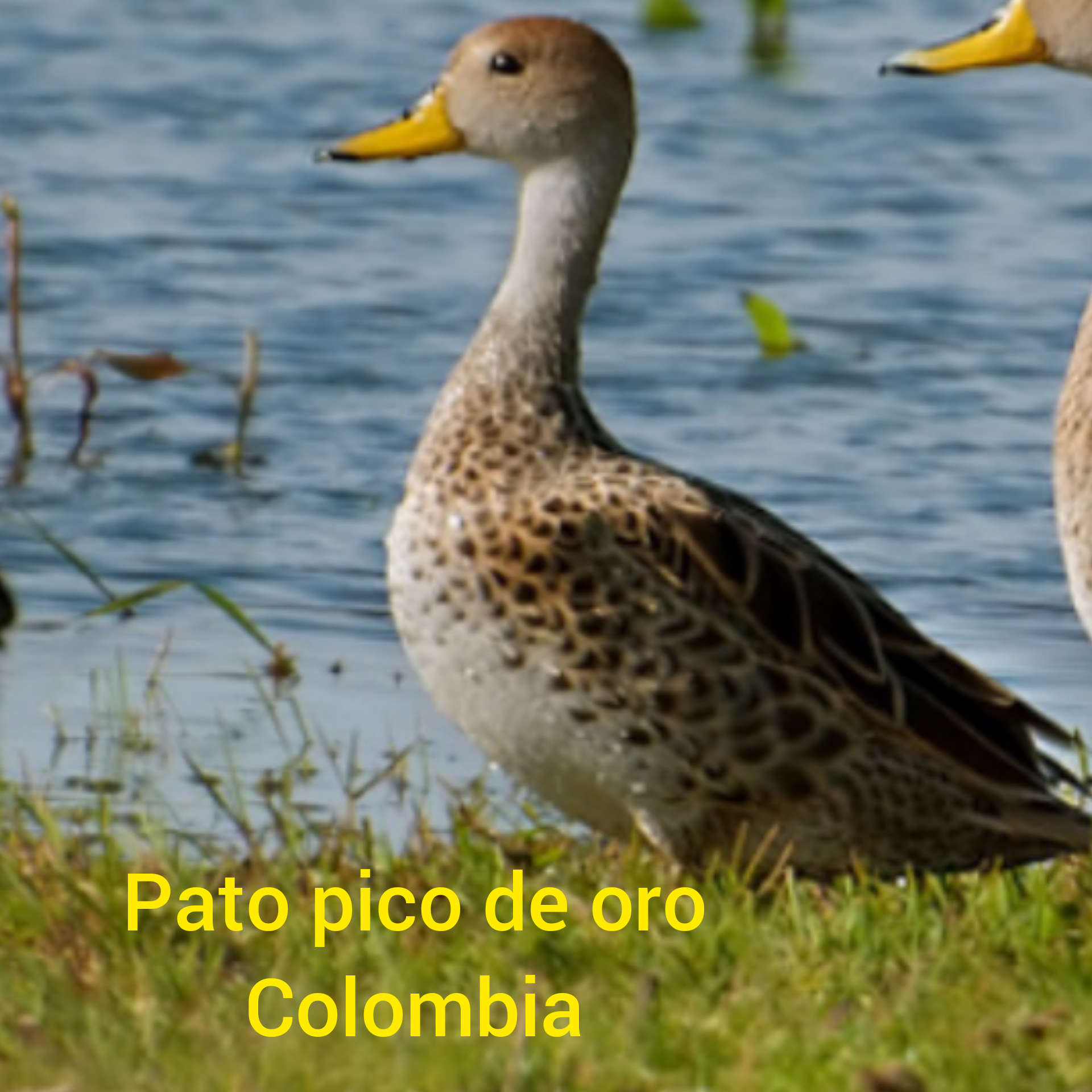 Cual es el pato pico de oro
