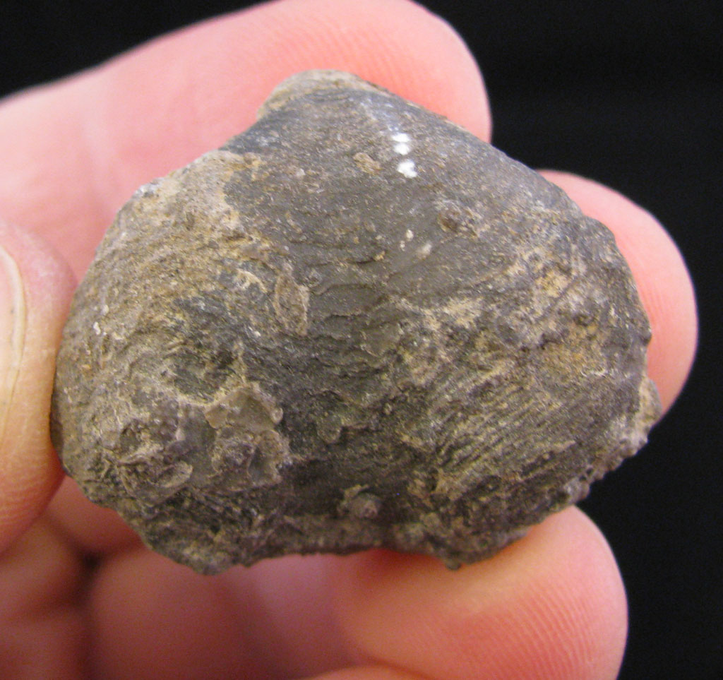 Views of the Mahantango: Athyris tumida brachiopod from Sötenich, Germany