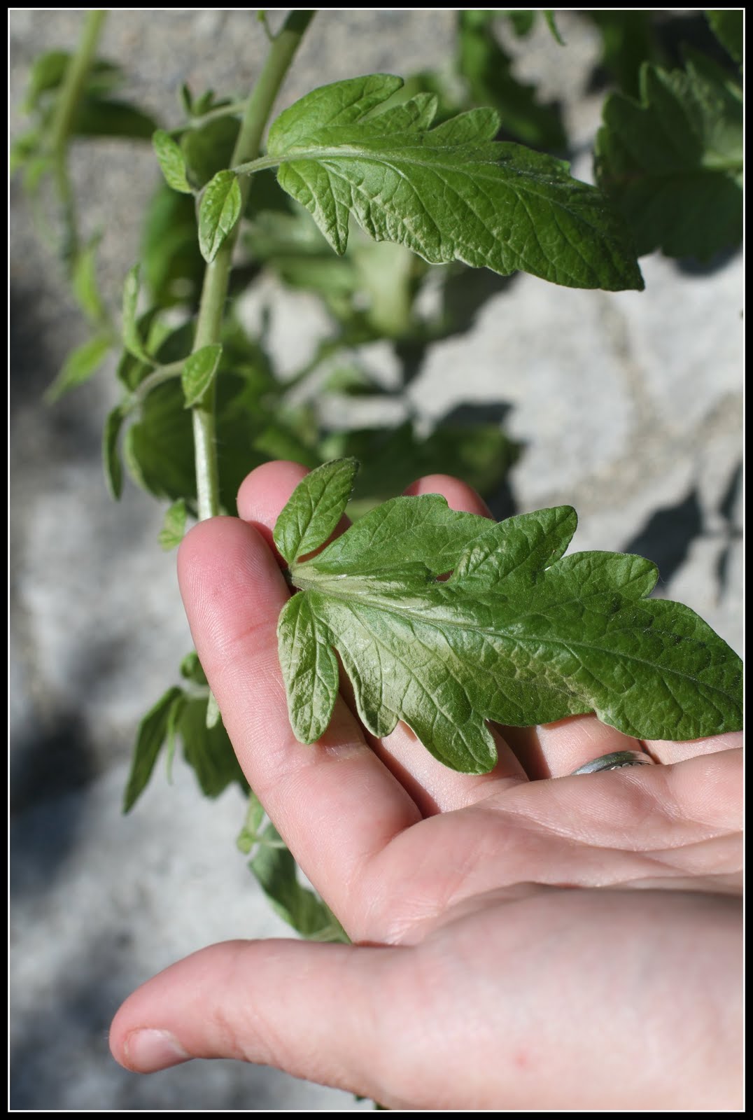 Desperate Gardener: Hardening Off