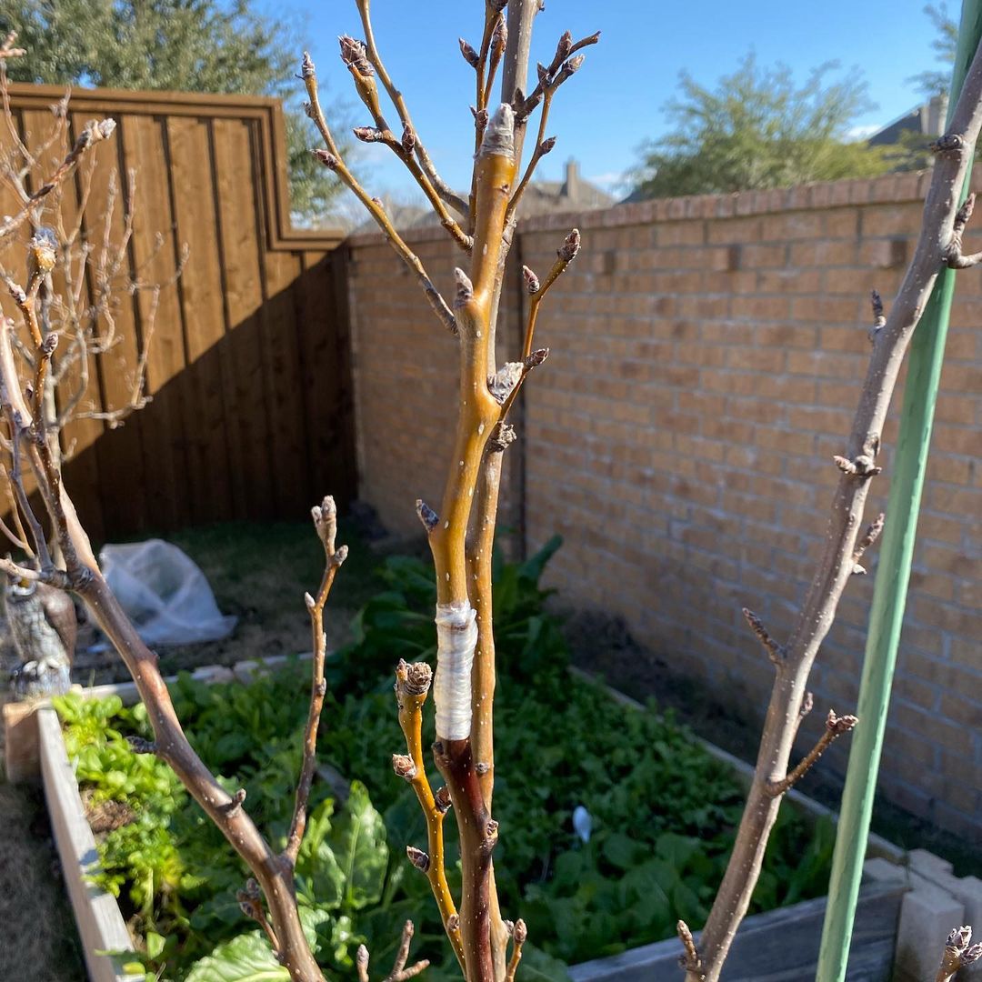 Selection , Preparation and Procurement of Scion Material in ...