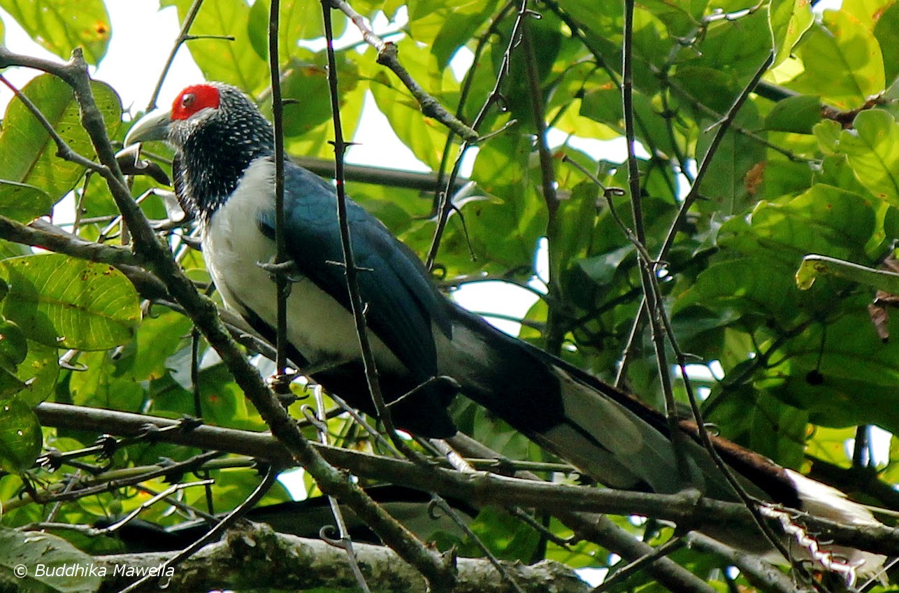 Lanka Nature Summary: Red-faced malkoha (Phaenicophaeus pyrrhocephalus)