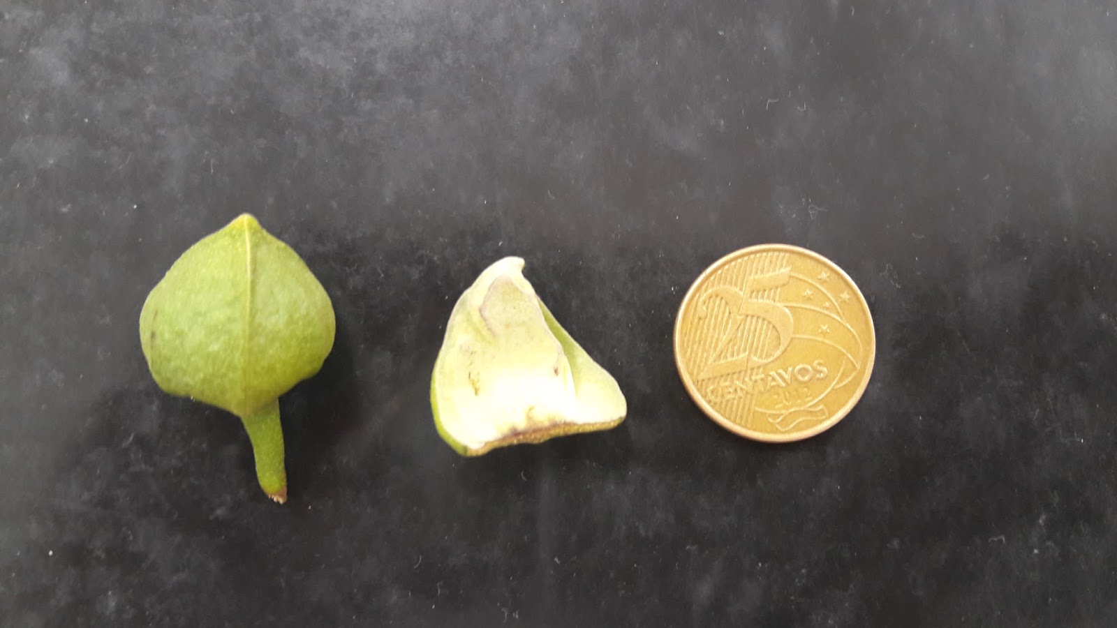 Sistemática Fanerógamas BIO 266 UEFS: Abril 2017