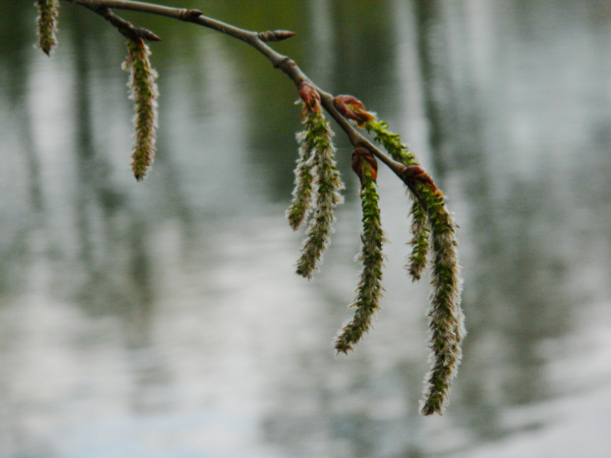 LA MULTI ANI, ROMANIA!: Pom inflorit cu matisori