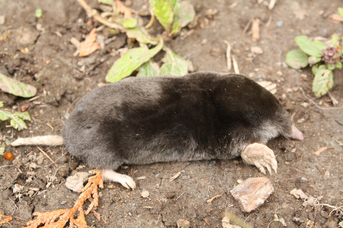 Rusty Ring: WW: Coast mole