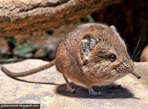 Hidung Tikus Seperti Belalai Gajah - Gaban Comel