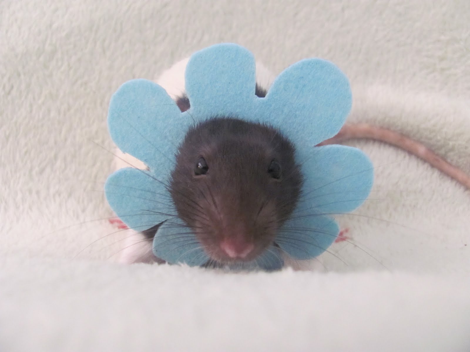 Ringo's Rat Tales: Easter Rats