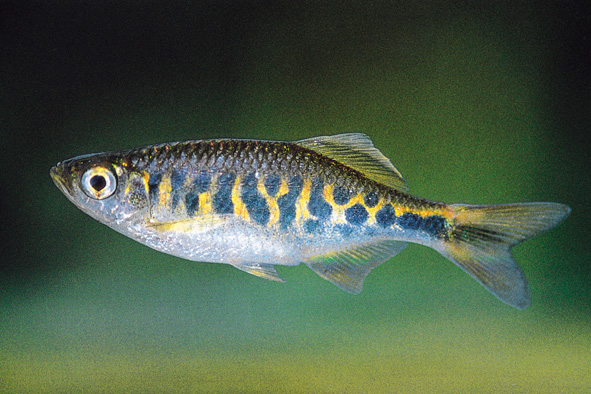 Barred danio/ Pathirana salaya (Danio pathirana) | FRESHWATER FISHES OF ...