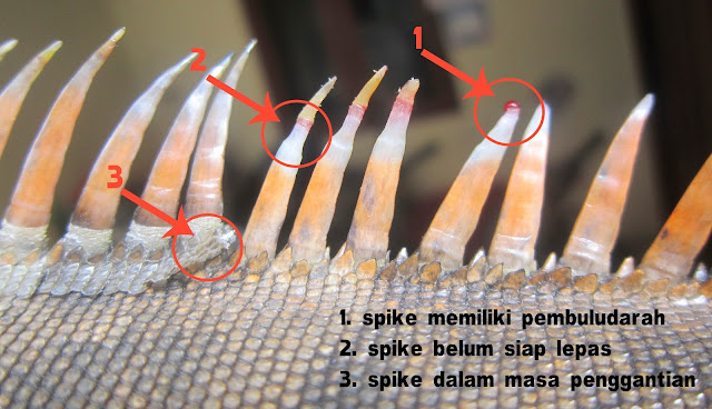 Gallery Reptile : Spike Iguana