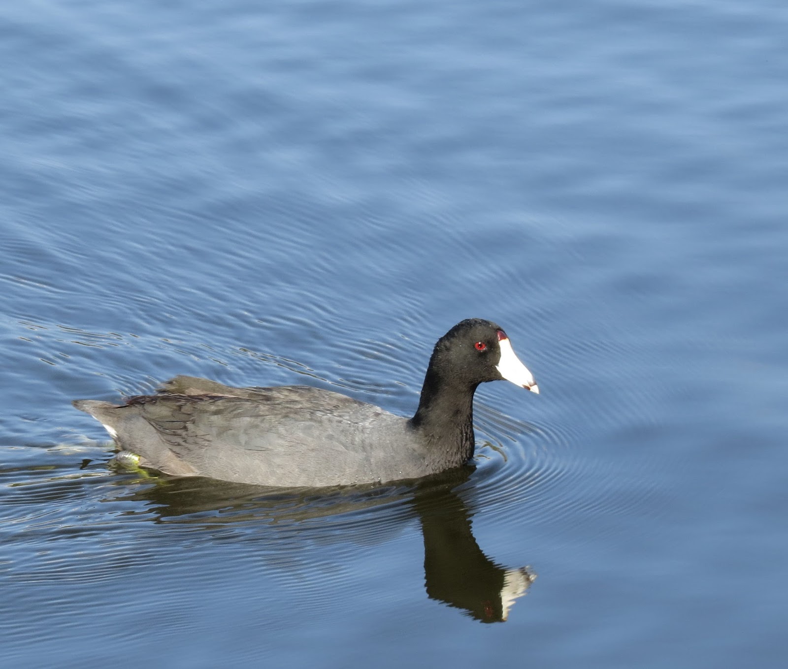 Silver Parrot: Wild Bird Wednesday - Coot