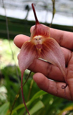 The Top 20 World’s Most Unusual Flowers (Rare Flower Names & Pictures)