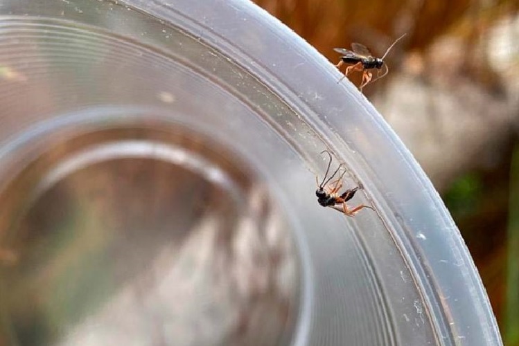 Utilizan controlador biológico para combatir plaga forestal