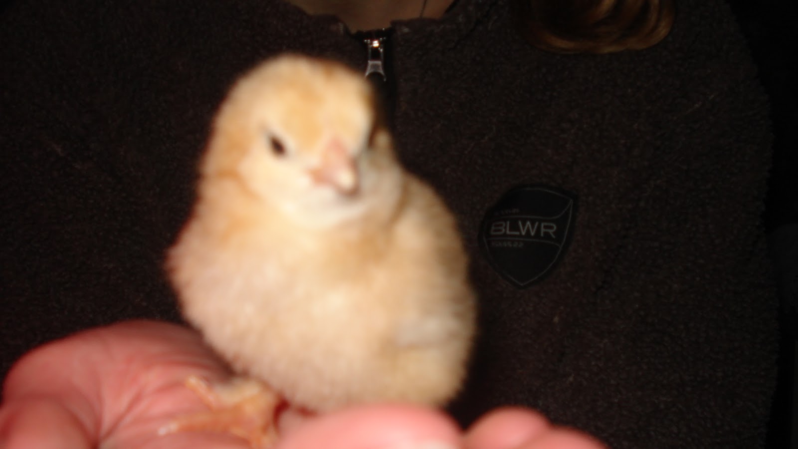 Husebygården: Sju små kycklingar