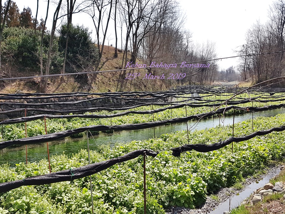 Kebun Bahagia Bersama: Daio Wasabi Farm