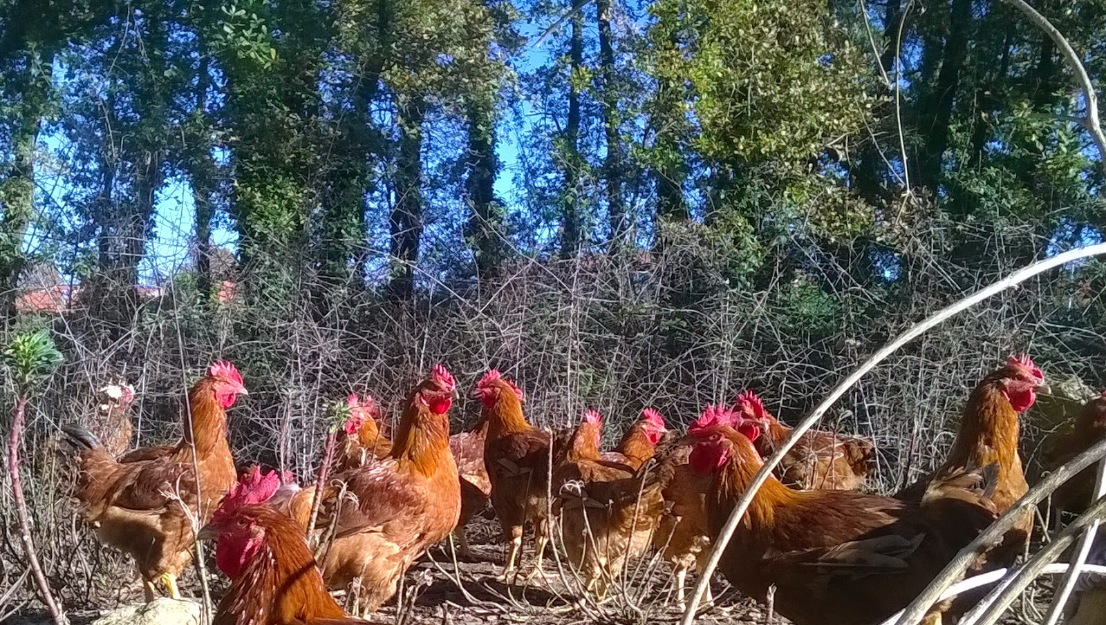 Pollos de corral del Montseny