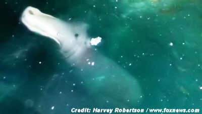 Mysterious Sea Monster Caught on Camera by Tourist