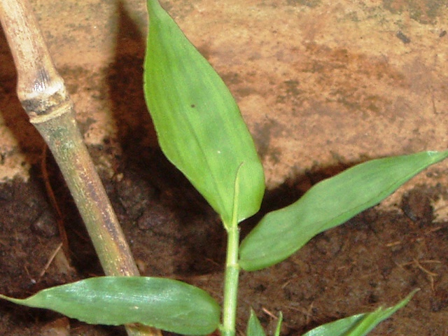 MINYAK BULUH PERINDU : Koleksi Gambar Buluh Perindu