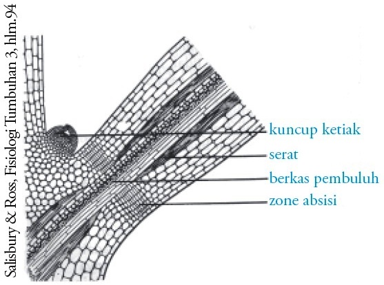 seputar kandungan: Pengaruh Pertumbuhan Tanaman