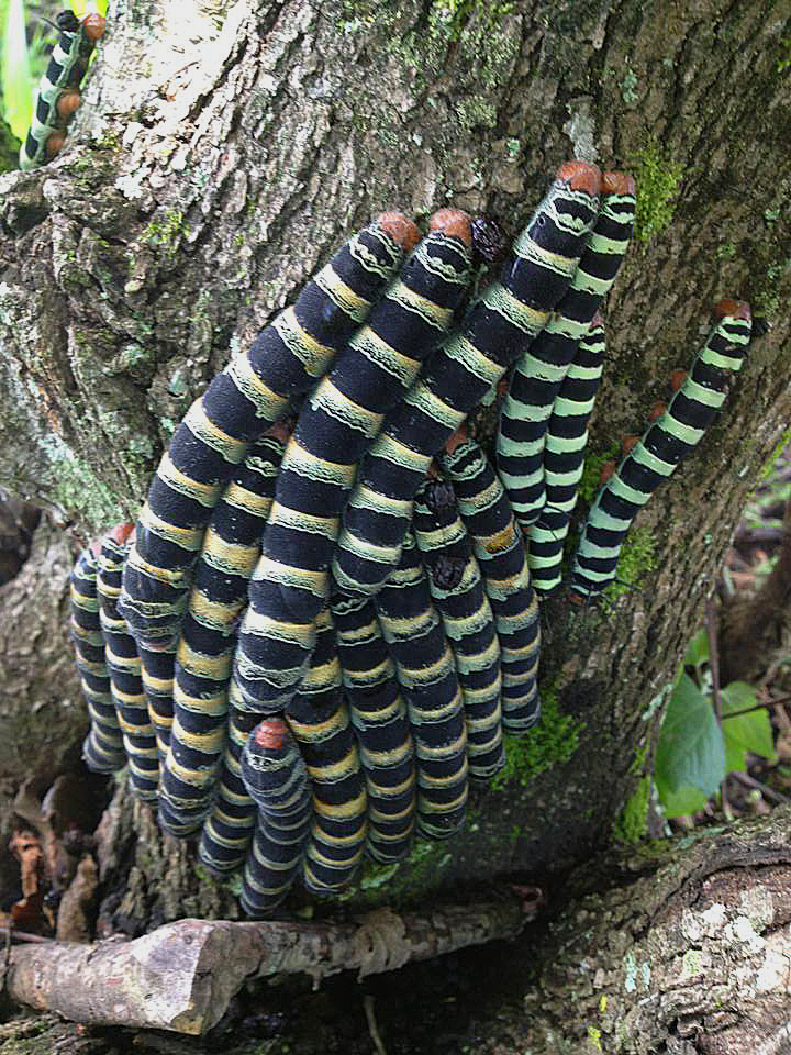 ANIMALES MÁS COMUNES | EL MUNDO DE WILLIAM GUZMÁN